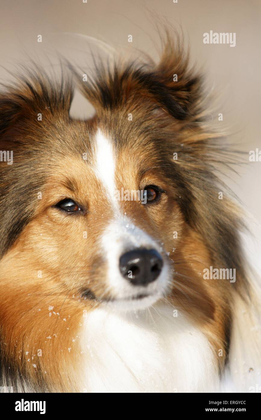 Shetland Sheepdog face Stock Photo - Alamy