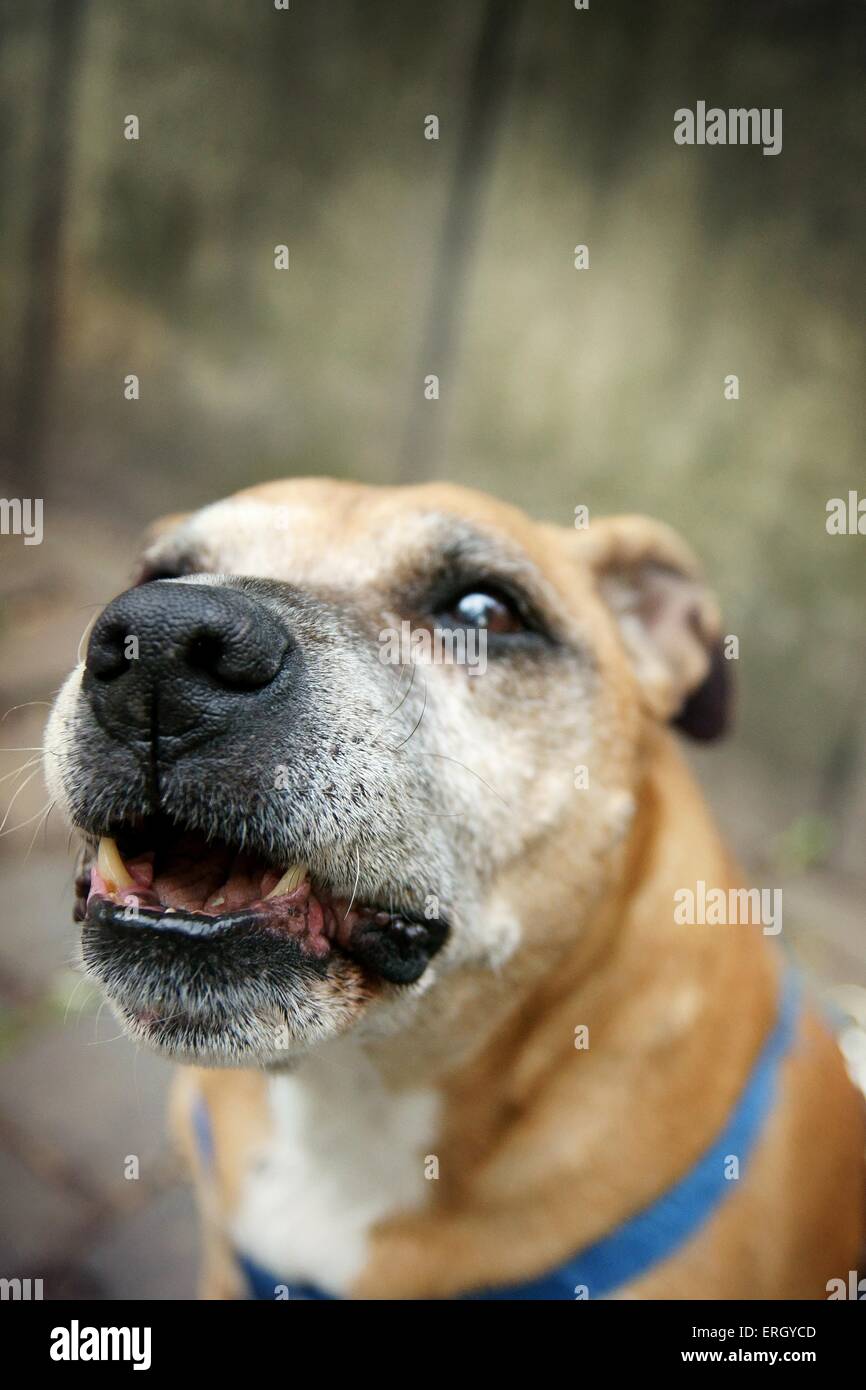 old American Staffordshire Terrier Stock Photo - Alamy