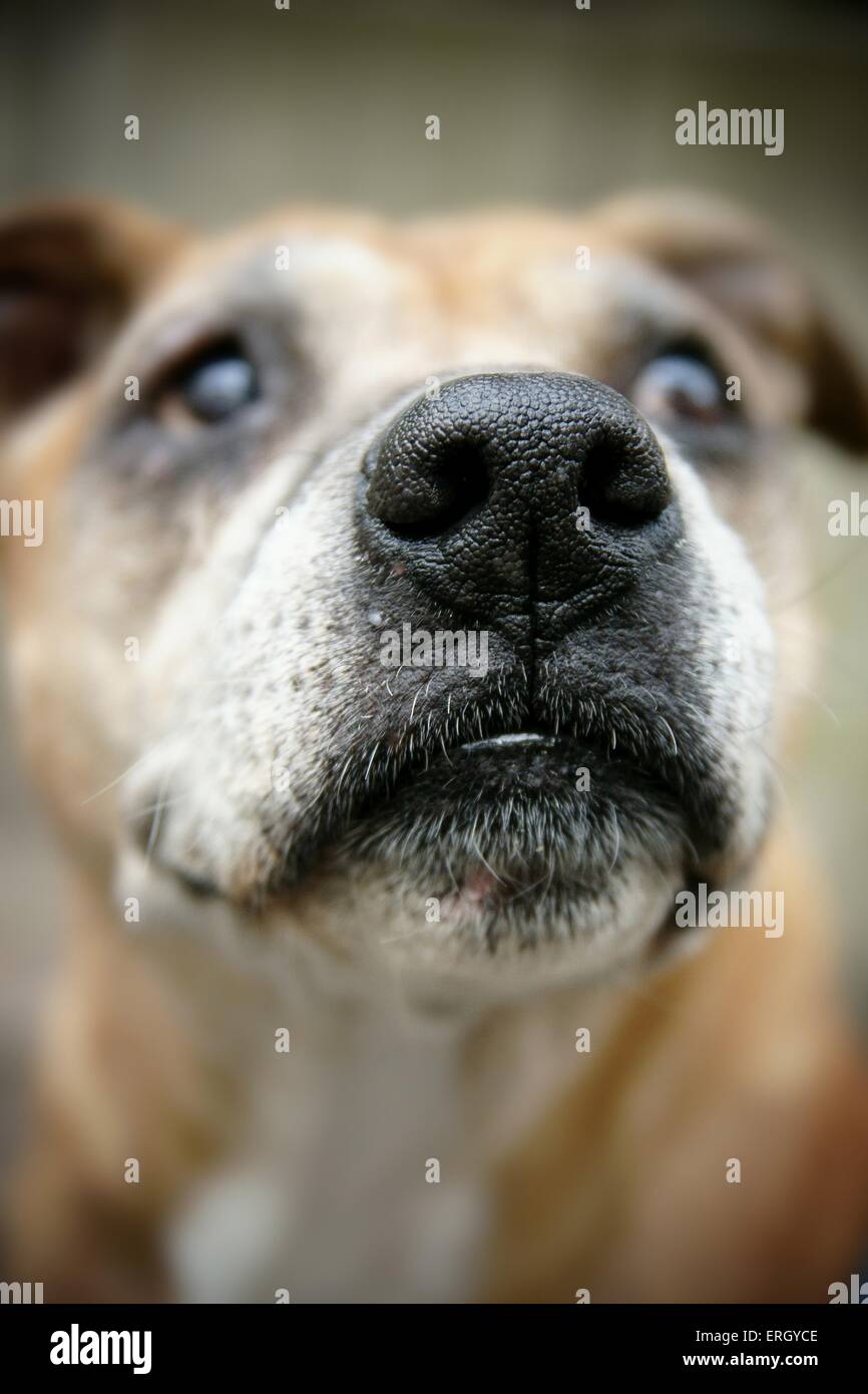 old American Staffordshire Terrier Stock Photo - Alamy