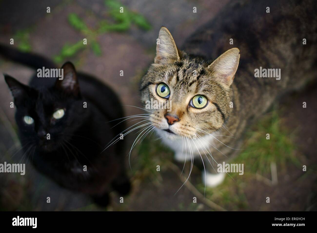 Tom cats hi-res stock photography and images - Alamy
