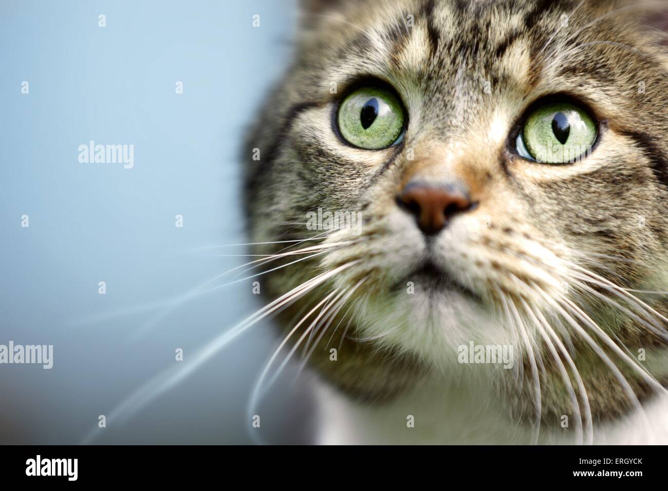 domestic cat face Stock Photo - Alamy