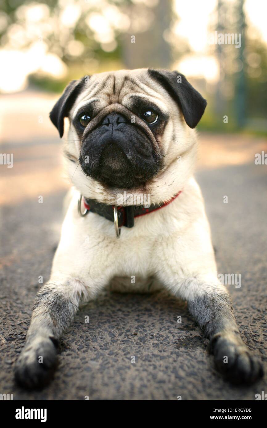 Muddy Dog High Resolution Stock Photography and Images - Alamy