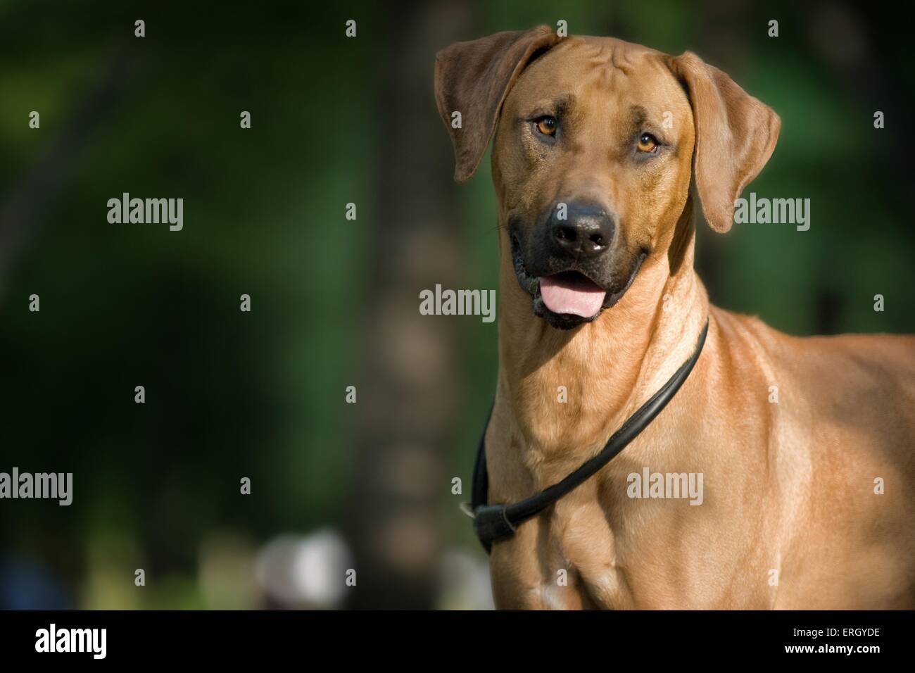 Rhodesian Ridgeback Portrait Stock Photo - Alamy