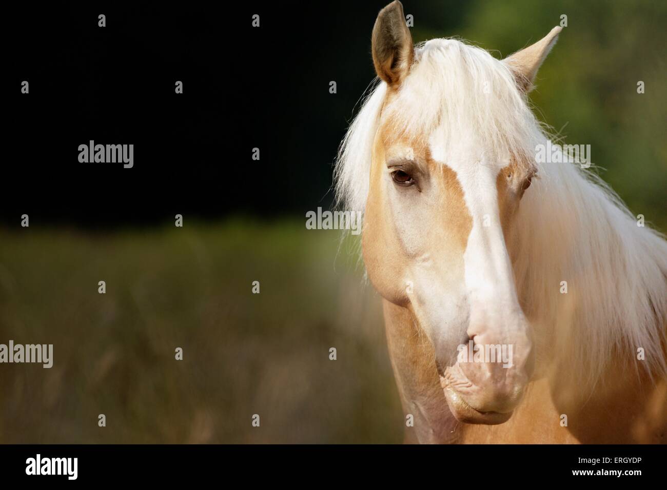 Haflingers pony hi-res stock photography and images - Alamy
