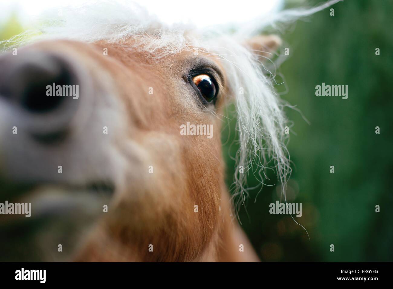 Close pony hi-res stock photography and images - Alamy