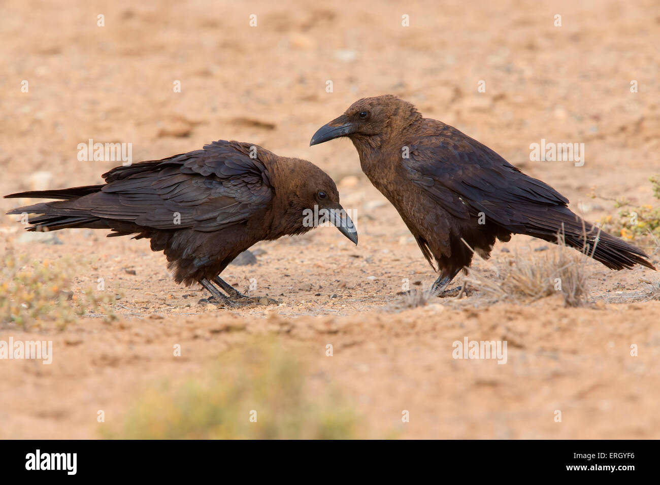Brown necked ravens hi-res stock photography and images - Alamy