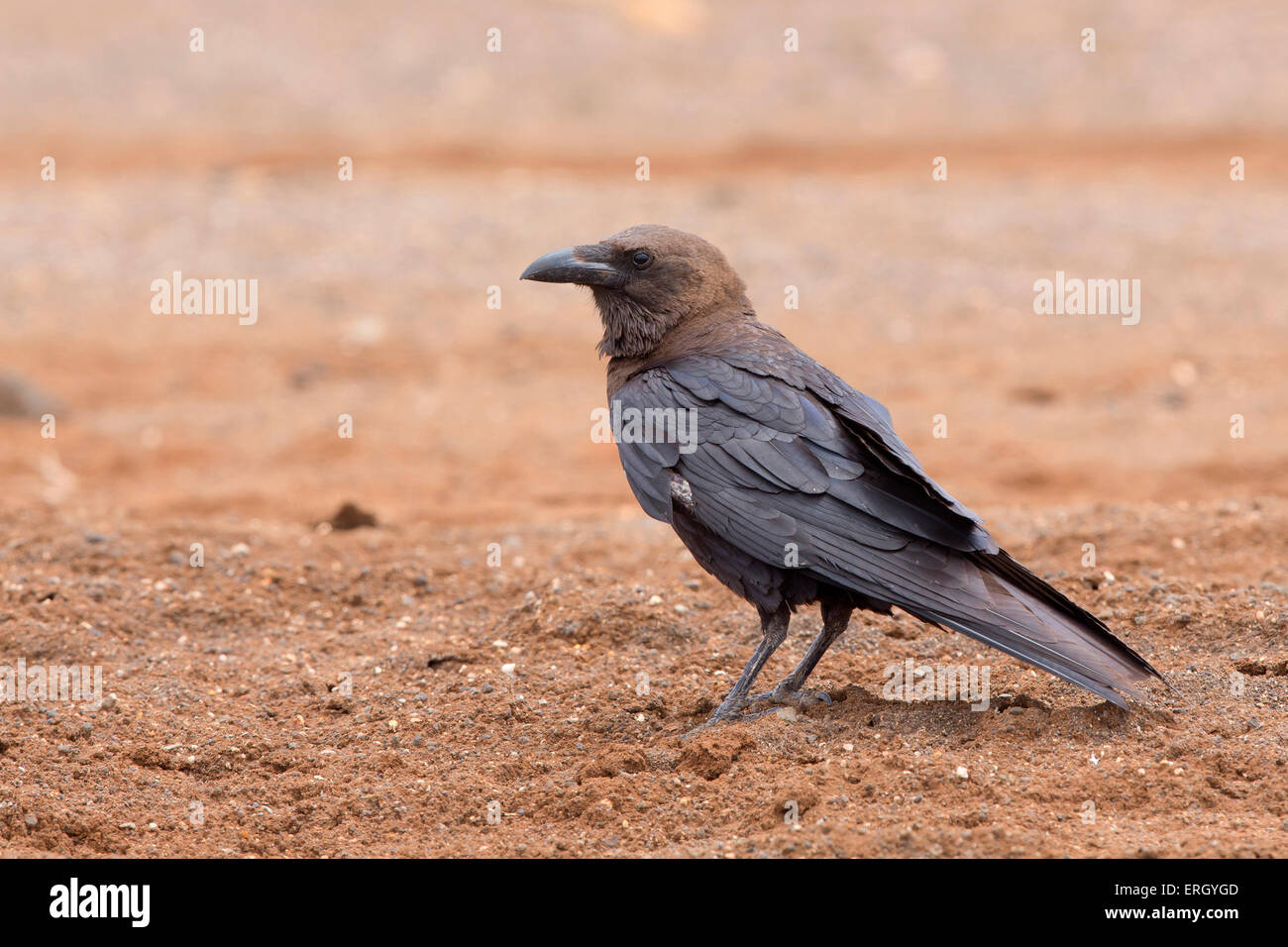 Brown necked ravens hi-res stock photography and images - Alamy