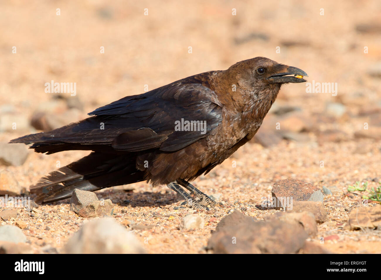Brown necked ravens hi-res stock photography and images - Alamy
