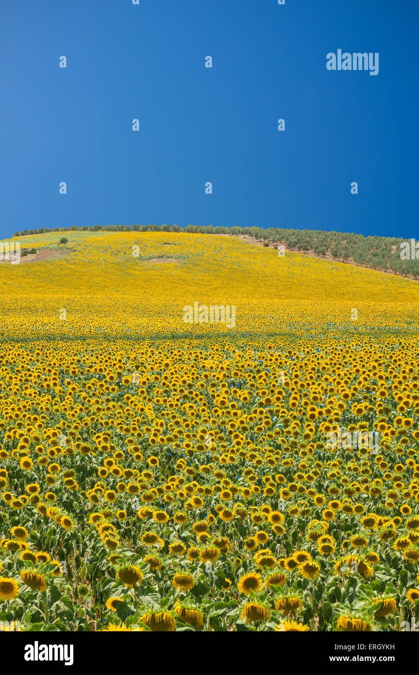 Large sunflower plantation under a warm spring sun Stock Photo - Alamy