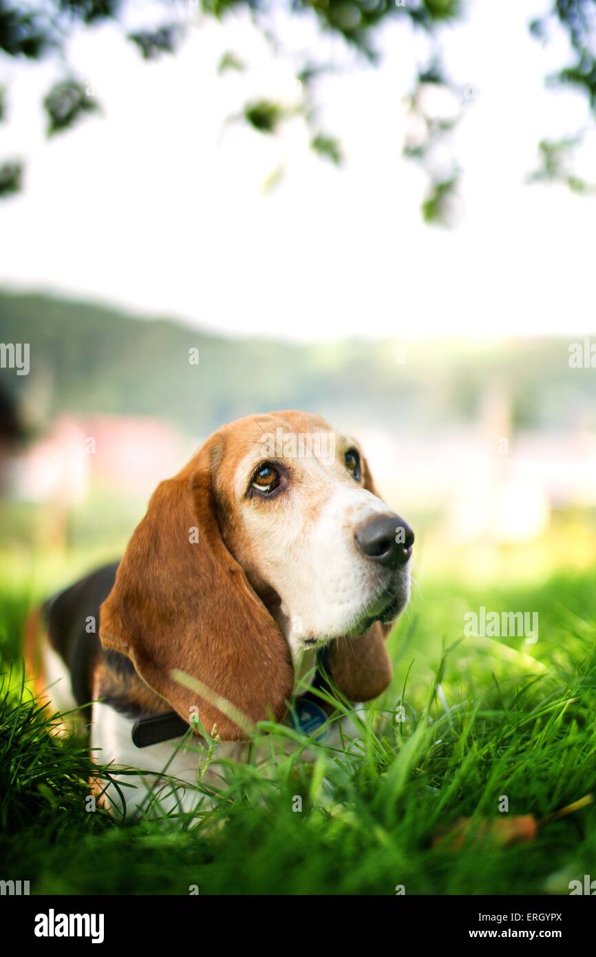 lying Basset Hound Stock Photo - Alamy