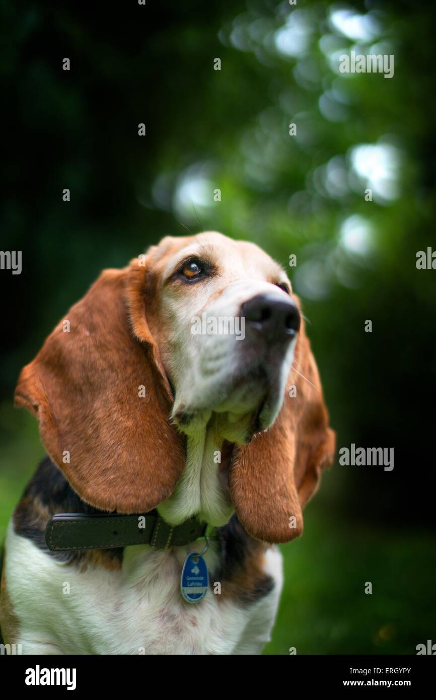 Basset Hound Portrait Stock Photo - Alamy