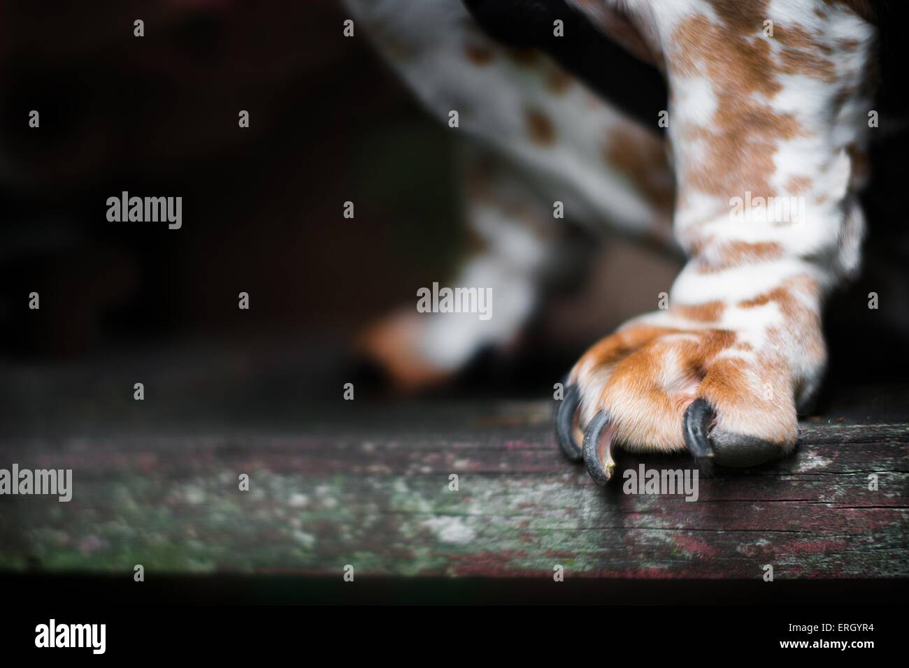 Basset Hound paw Stock Photo - Alamy