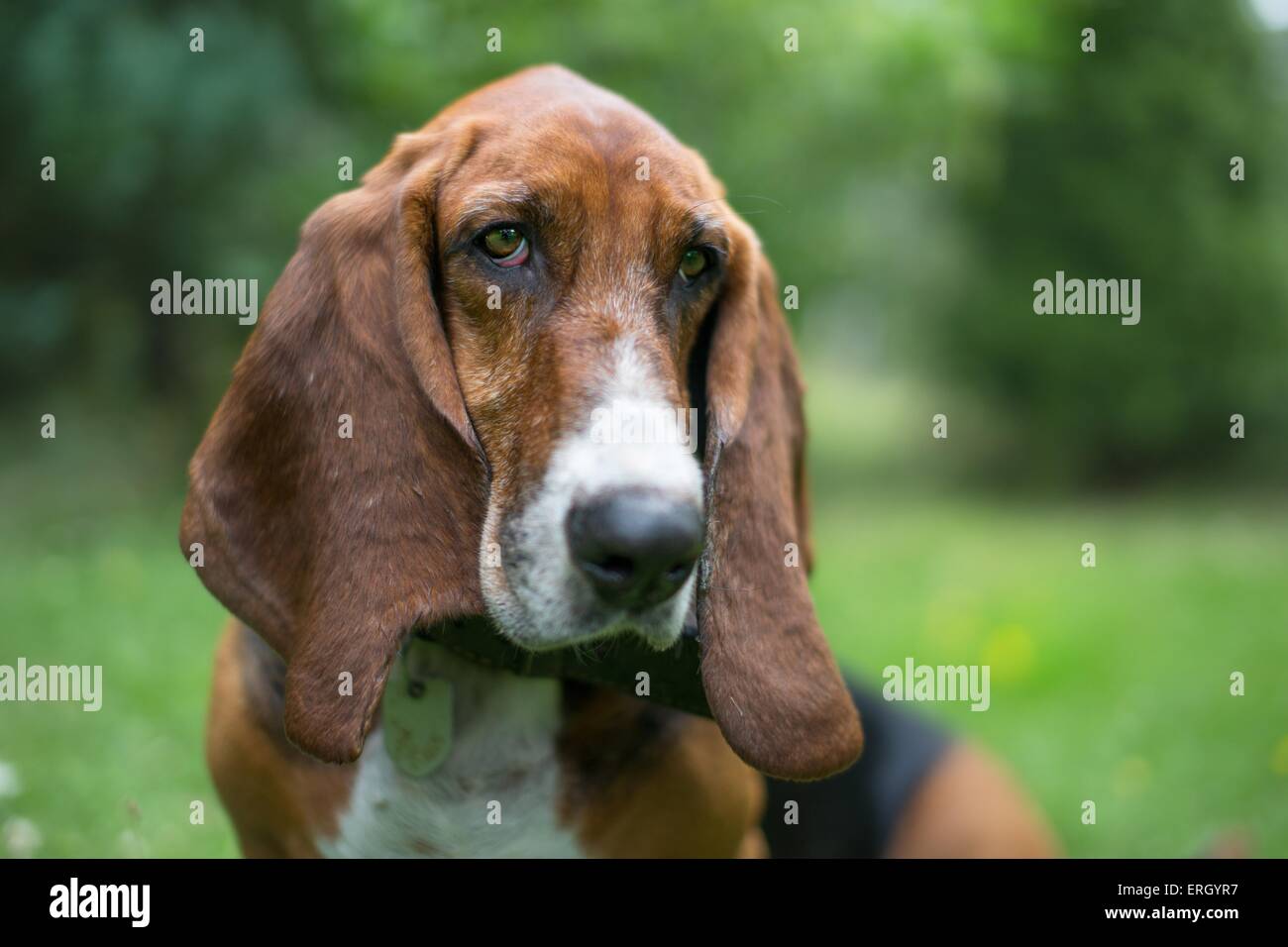 Basset Hound Portrait Stock Photo - Alamy