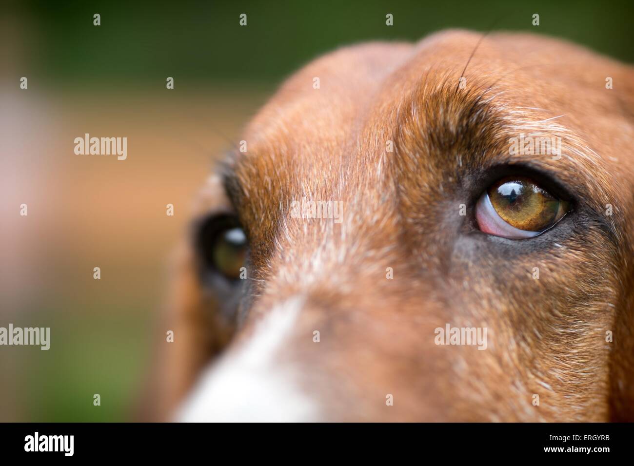Basset Hound eyes Stock Photo - Alamy