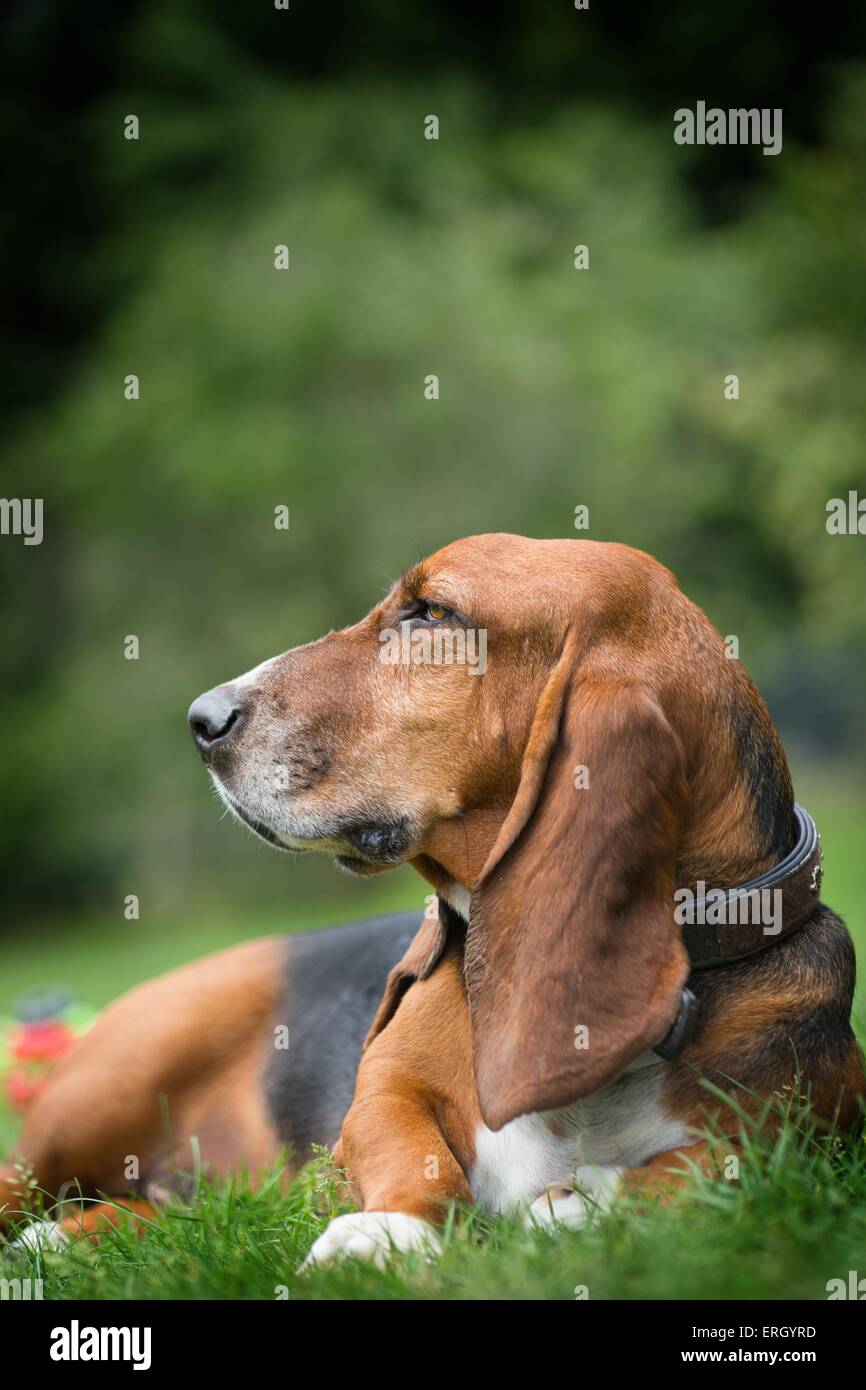 lying Basset Hound Stock Photo - Alamy