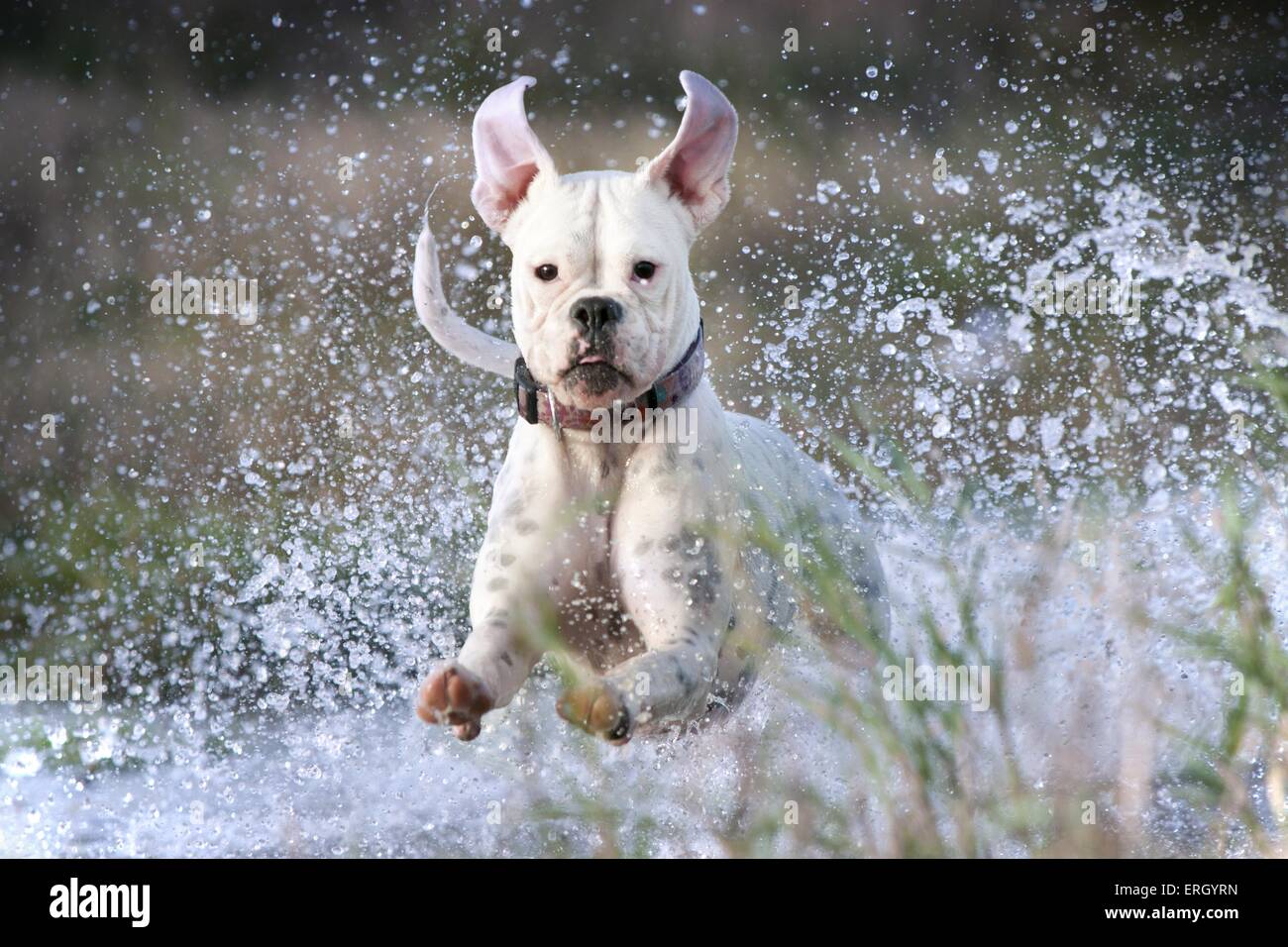 jumping German Boxer Stock Photo - Alamy