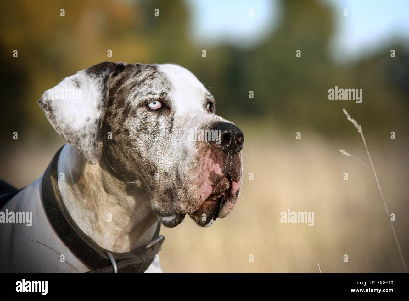 Great Dane portrait Stock Photo - Alamy
