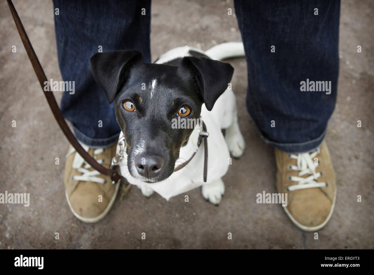 sitting Jack Russell Terrier Stock Photo - Alamy