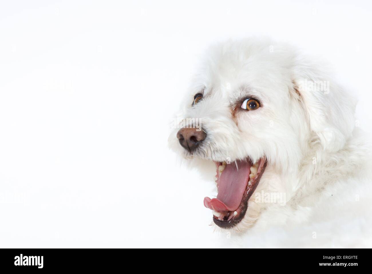 Maltese dog breed head Cut Out Stock Images & Pictures - Alamy