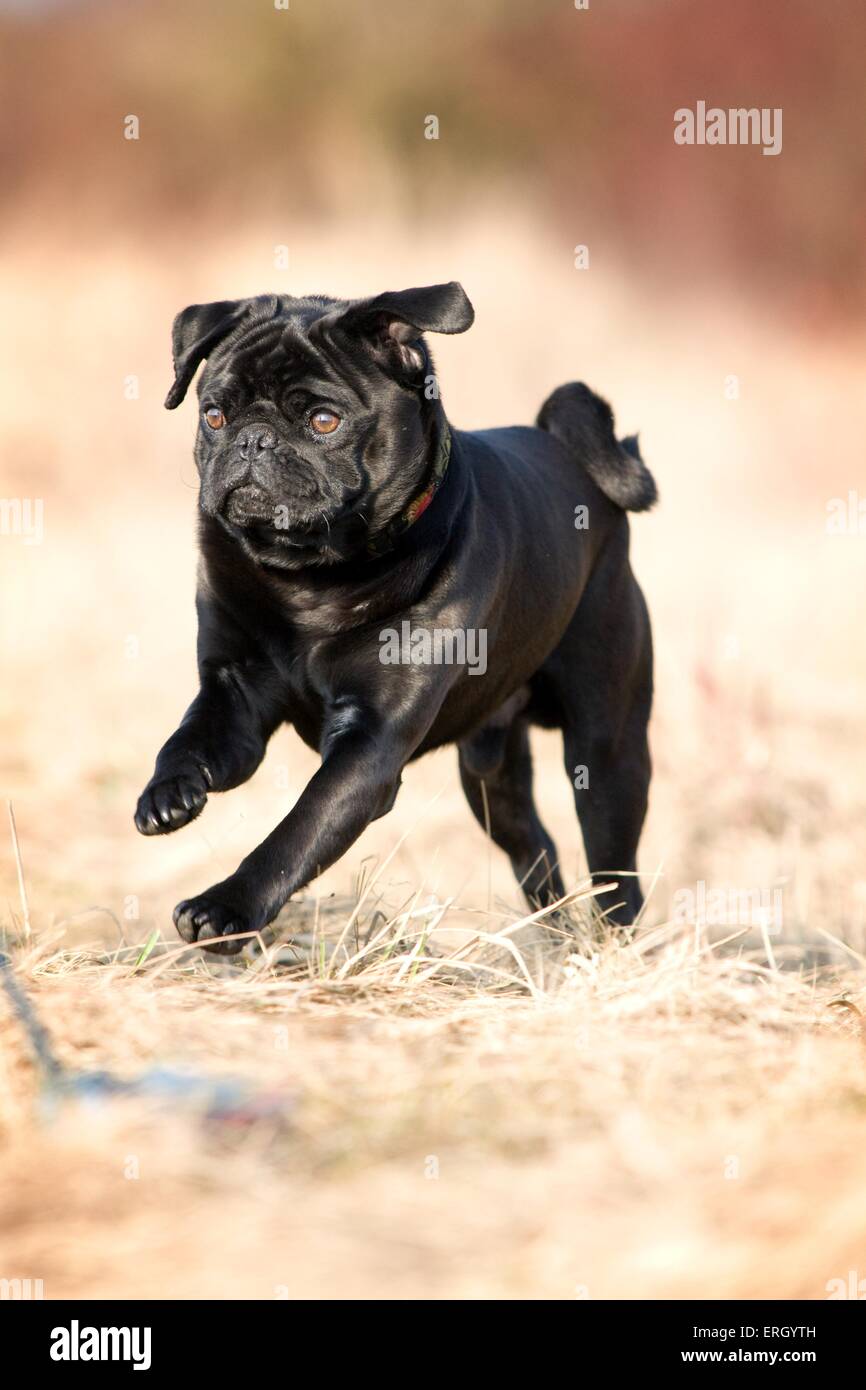 Side View Of A Pug High Resolution Stock Photography and Images - Alamy