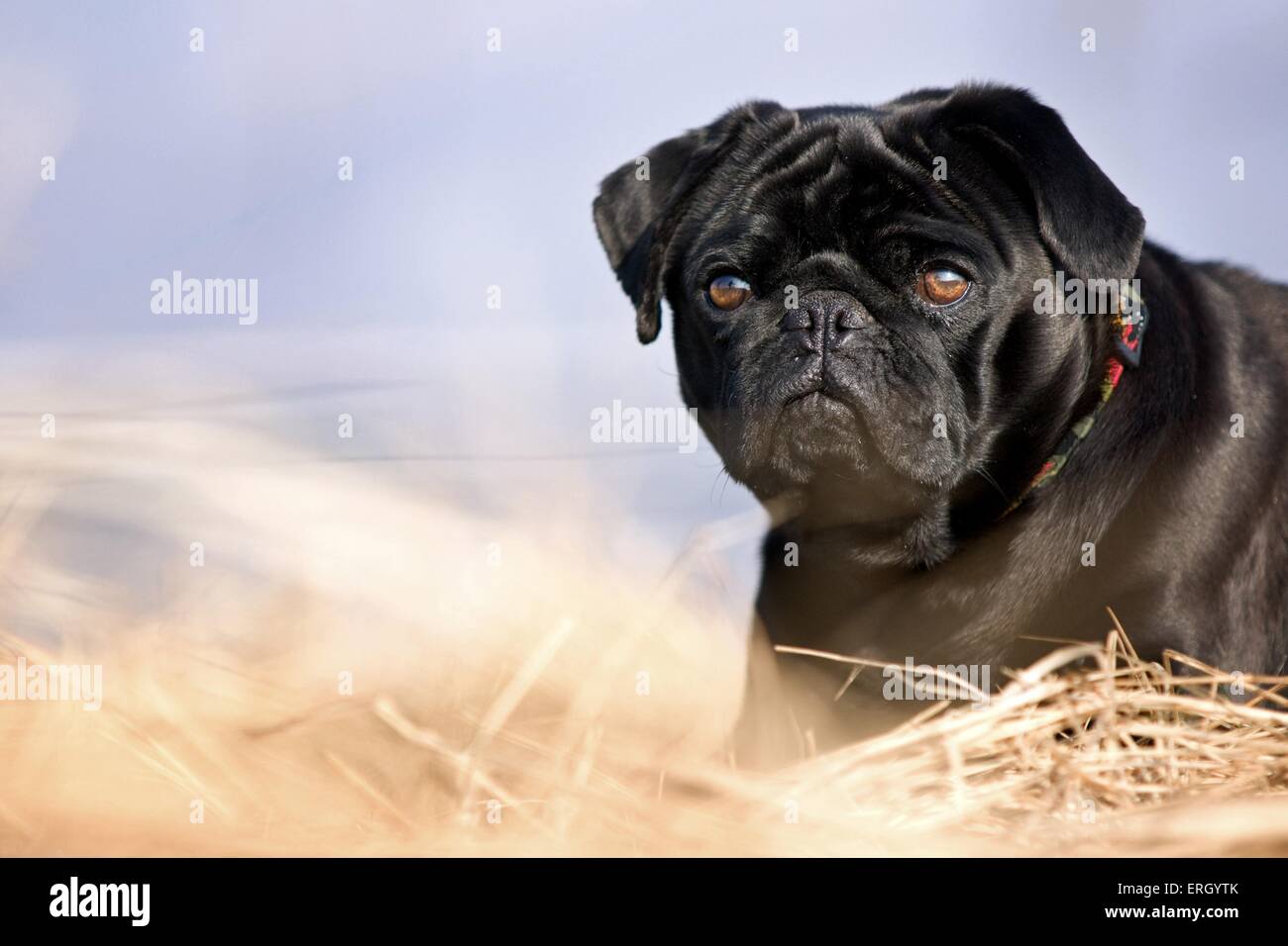 Side View Of A Pug High Resolution Stock Photography and Images - Alamy