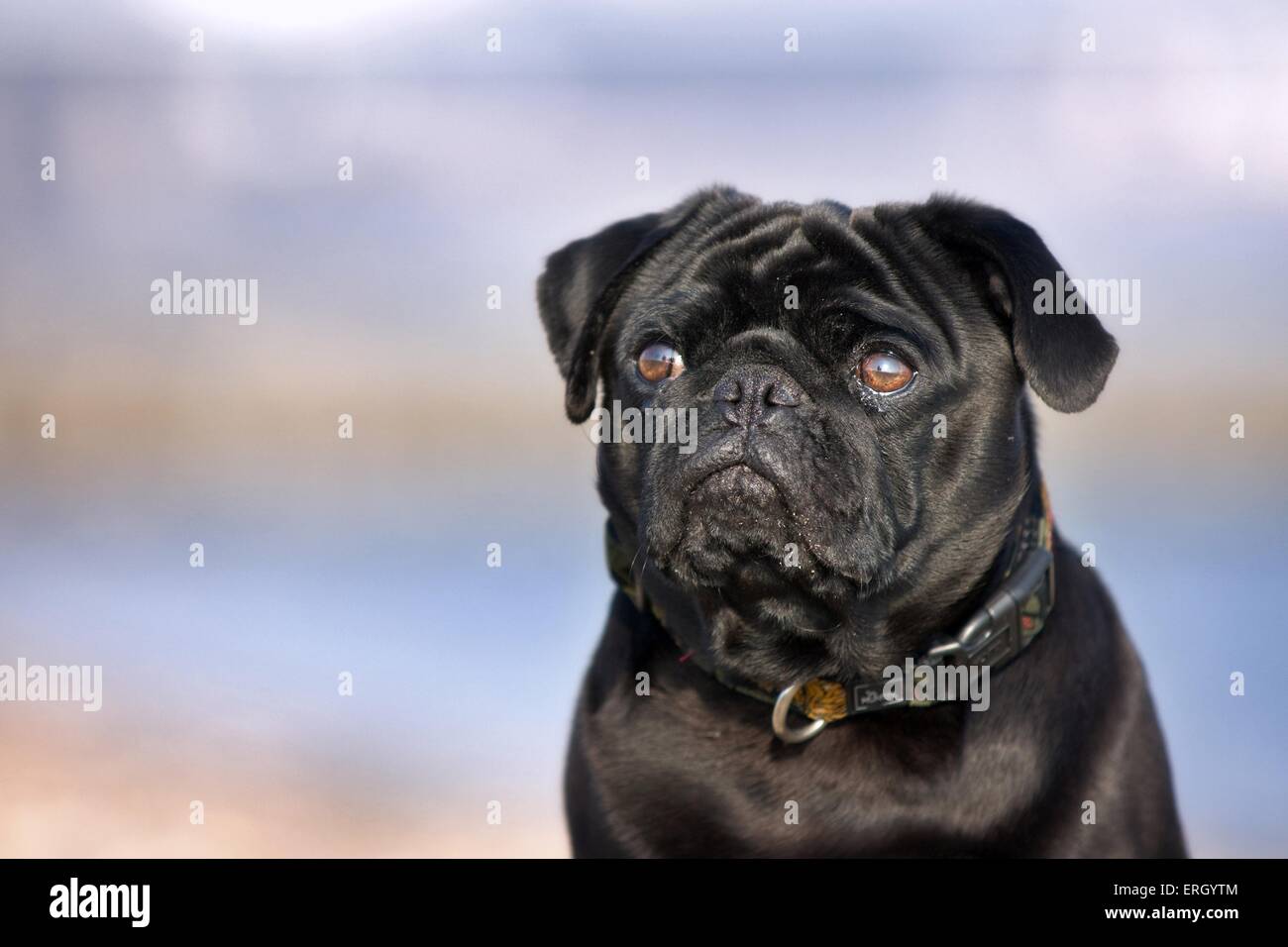 Fall pug hi-res stock photography and images - Alamy