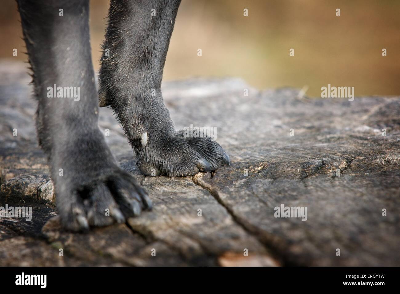 Close up pug hi-res stock photography and images - Alamy
