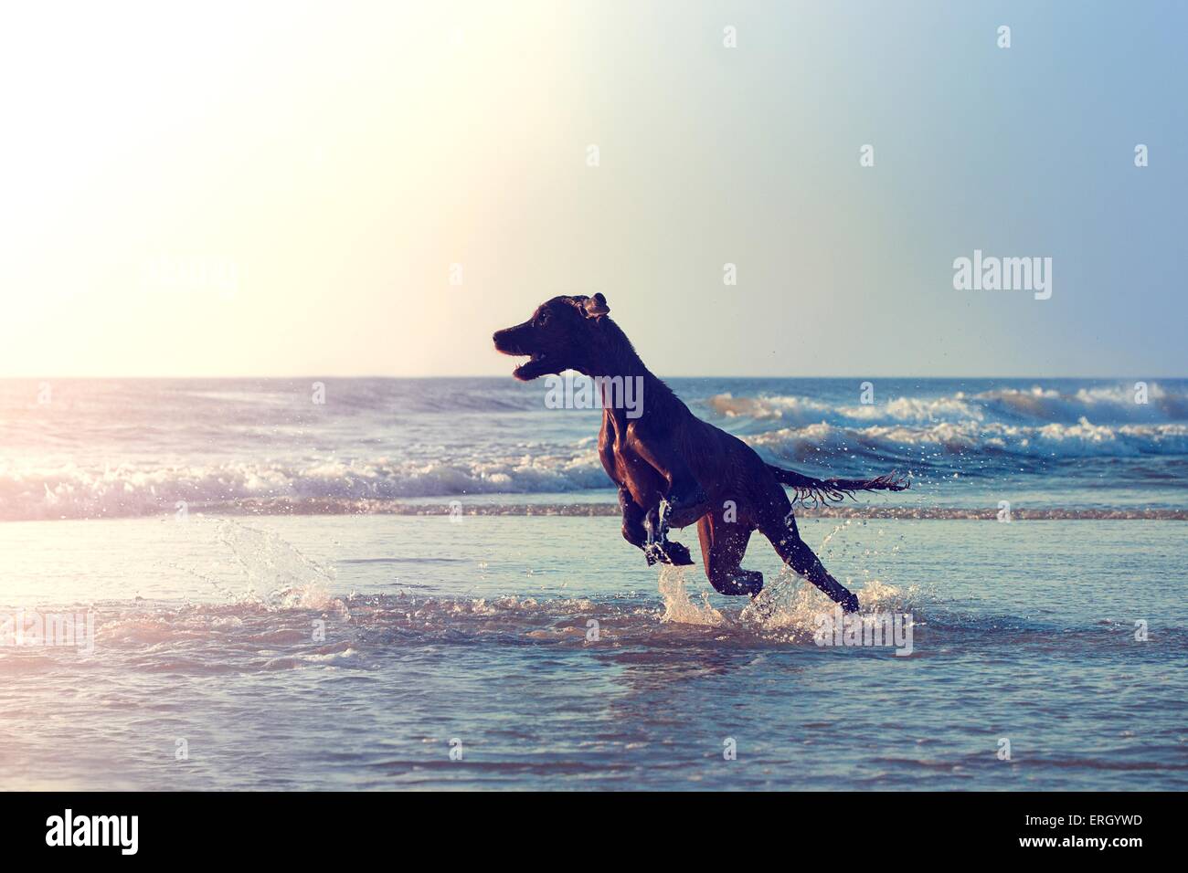 running Irish Red Setter Stock Photo - Alamy