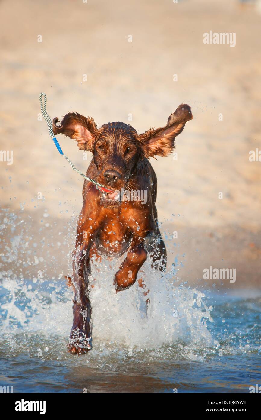 playing Irish Red Setter Stock Photo - Alamy