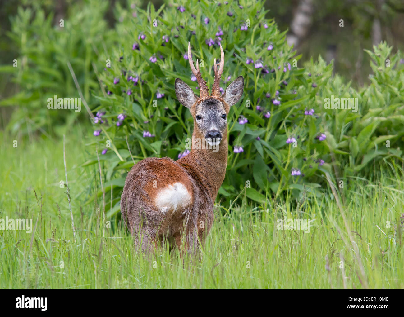 Roe Buck Stock Photos & Roe Buck Stock Images - Alamy