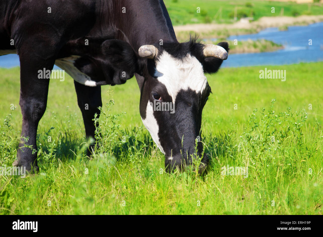 Meadow cow hi-res stock photography and images - Alamy