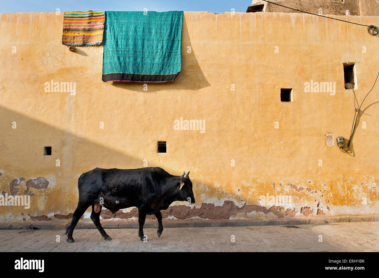 India, Rajasthan, Mandawa, cow Stock Photo - Alamy
