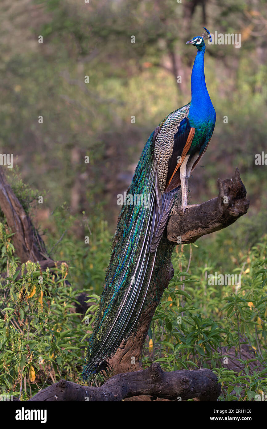 Peacock bird in wild national hi-res stock photography and images - Alamy