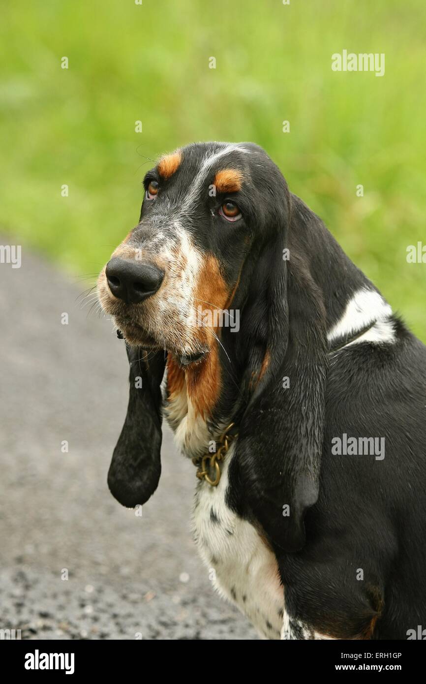 Basset Hound Portrait Stock Photo - Alamy