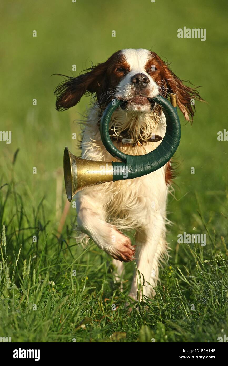 Irish red-and-white Setter retrieve bugle Stock Photo - Alamy