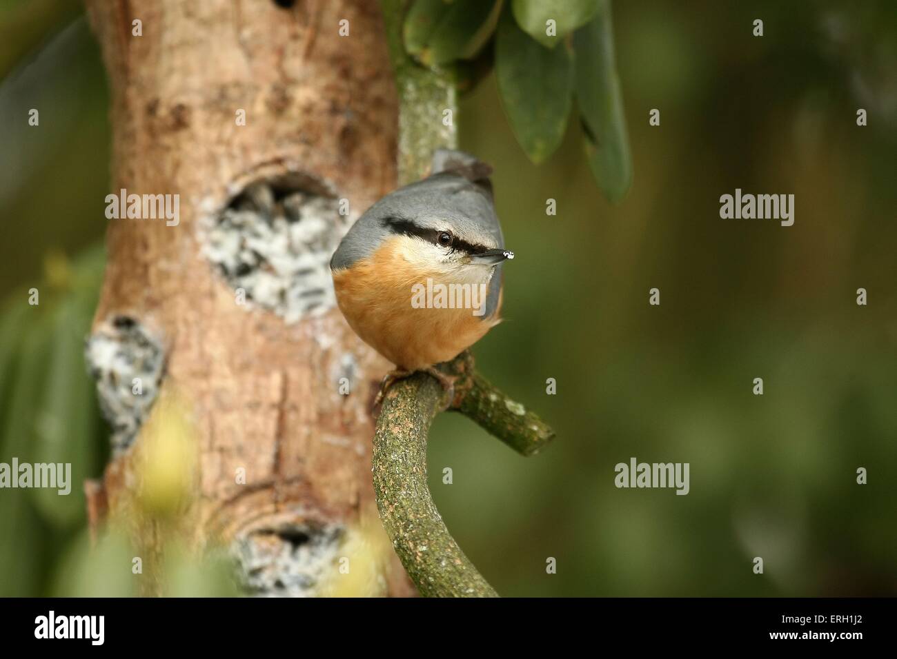Nuthatch singing hi-res stock photography and images - Alamy