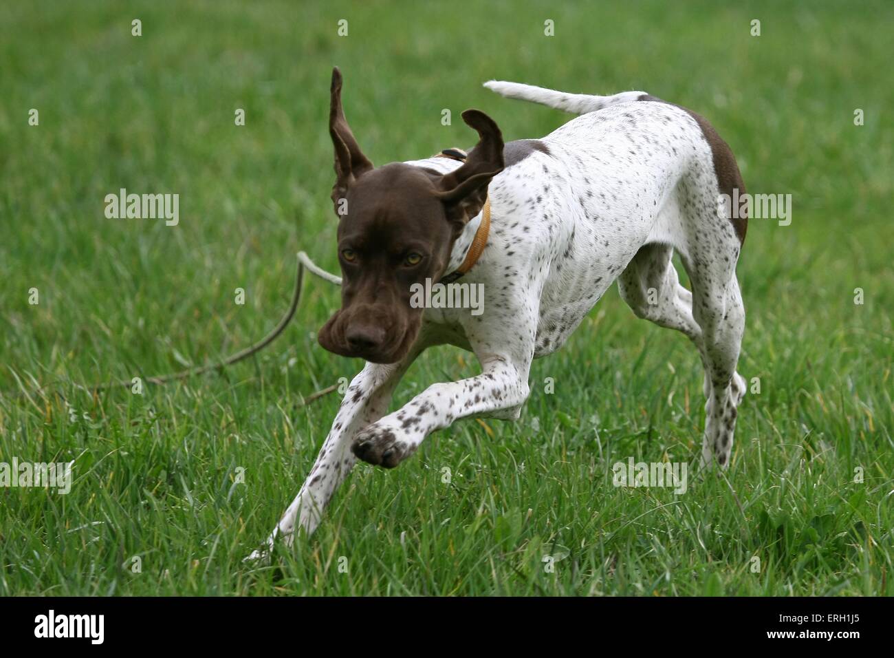 running Braque Francais Type Pyrenees Stock Photo - Alamy