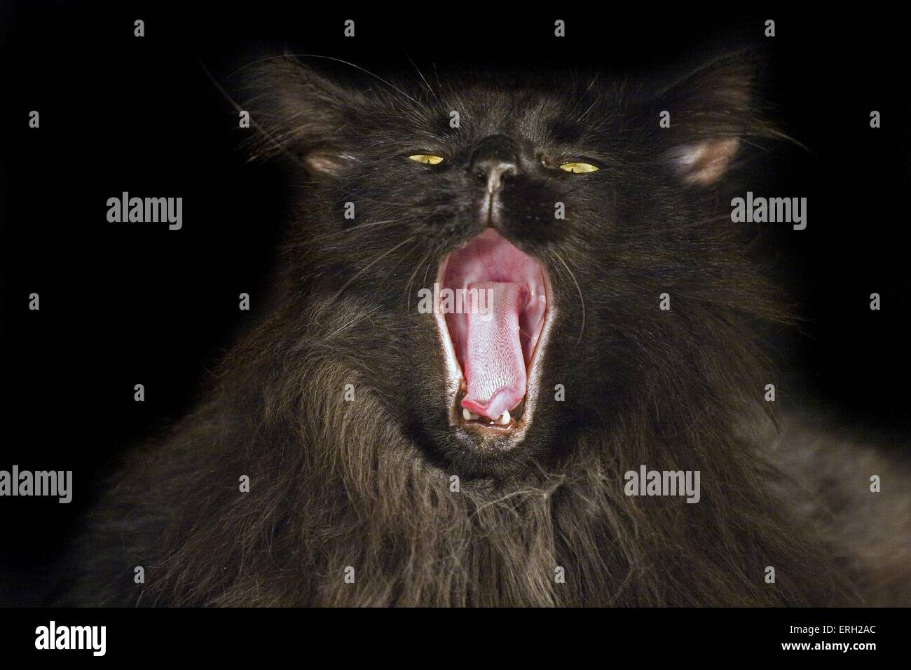 yawning Maine Coon Stock Photo - Alamy