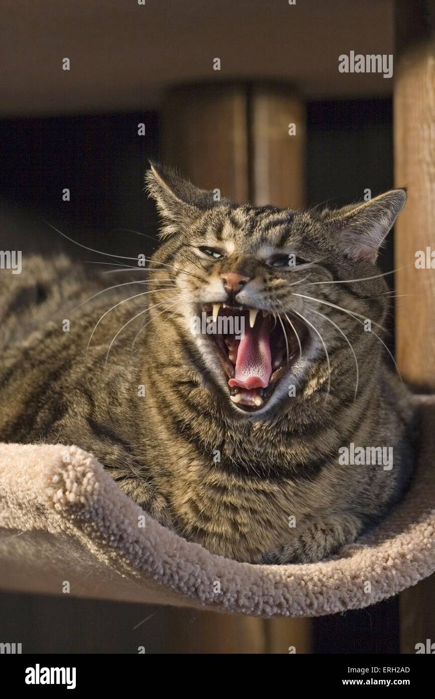 yawning Maine Coon Stock Photo - Alamy