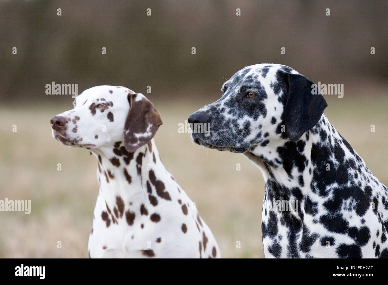 Two dalmatians hi-res stock photography and images - Alamy