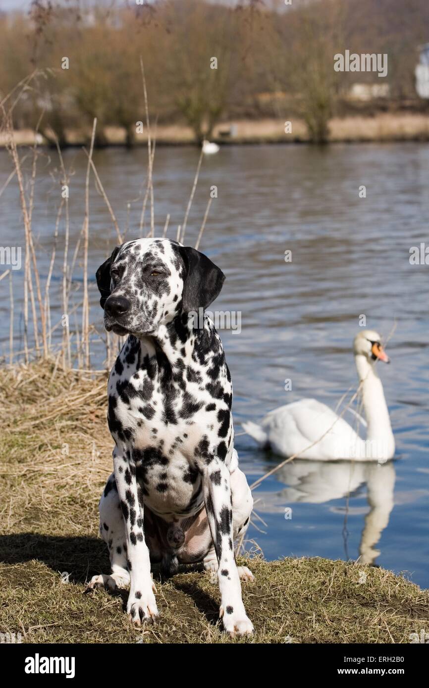 Dalmatian shore hi-res stock photography and images - Alamy