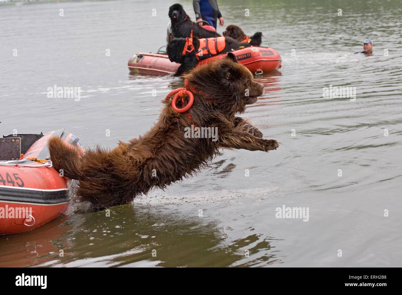 Rescue Dog High Resolution Stock Photography and Images - Alamy