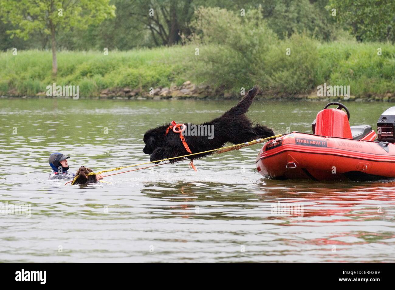 Rescue dog hi-res stock photography and images - Alamy