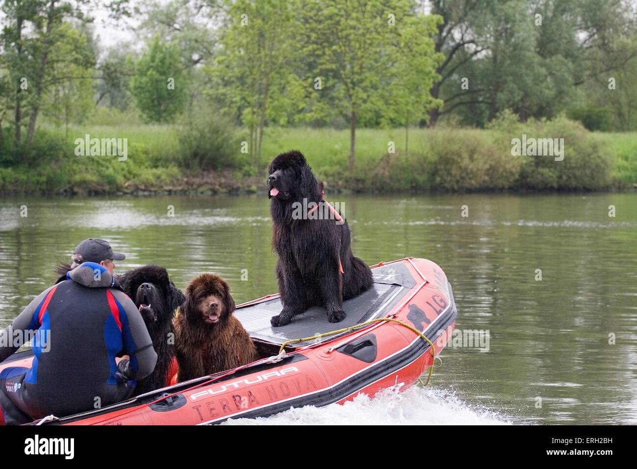 Dog rescuing person hi-res stock photography and images - Alamy