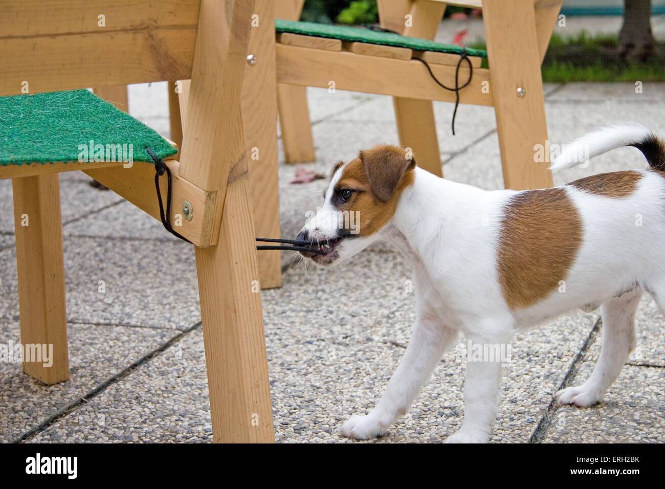 Cheeky pups hi-res stock photography and images - Alamy