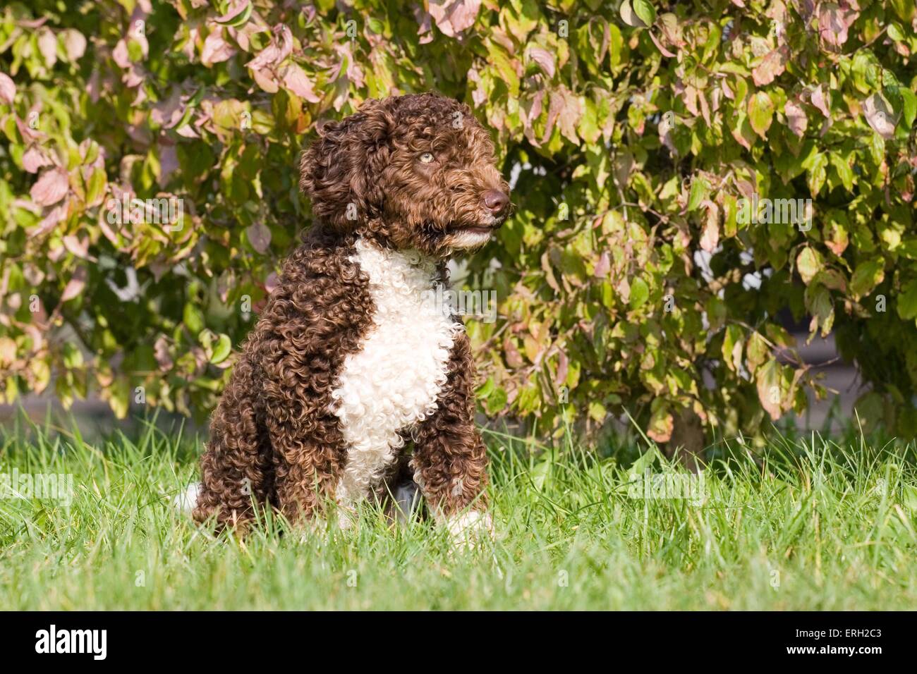 Perro de aqua espanol Stock Photo - Alamy