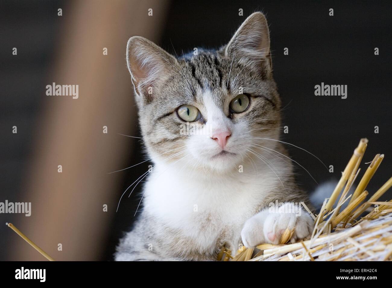 Straw bale house hi-res stock photography and images - Alamy