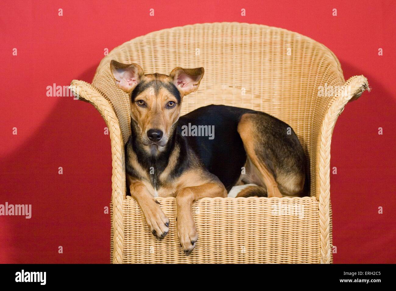 dog on chair Stock Photo - Alamy