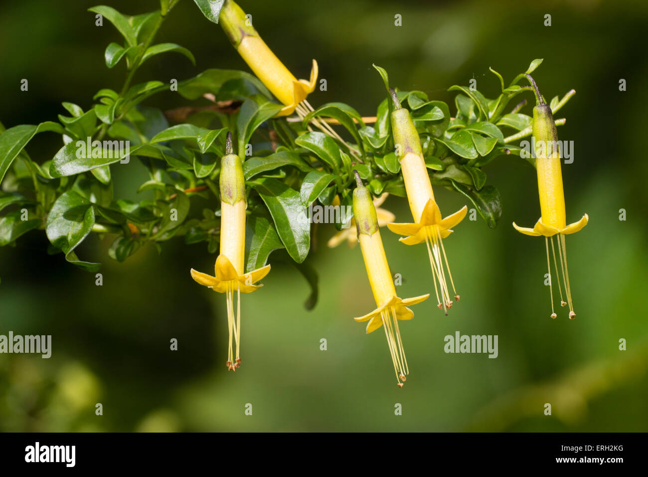 Tubular flowers of the pungently foliaged shrub, Vestia foetida Stock Photo - Alamy