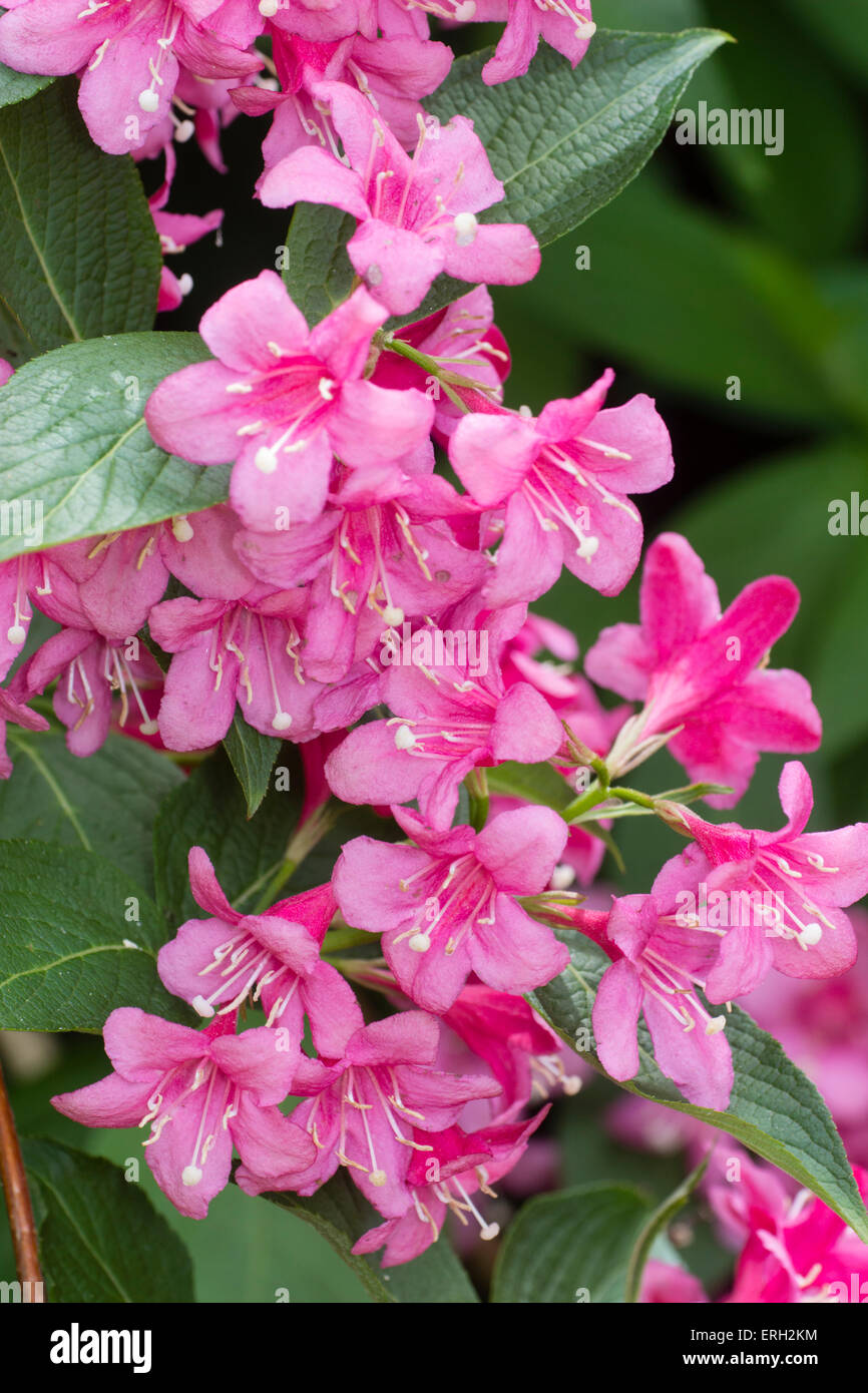 Massed pink May flowers of the deciduous shrub, Weigela 'Abel Carriere ...